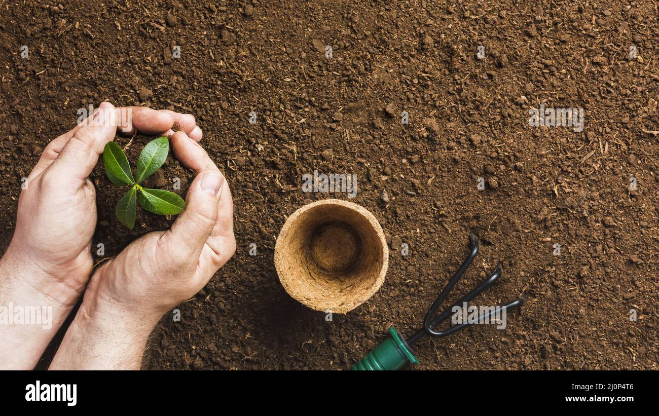 Top view gardener planting. High quality and resolution beautiful photo ...