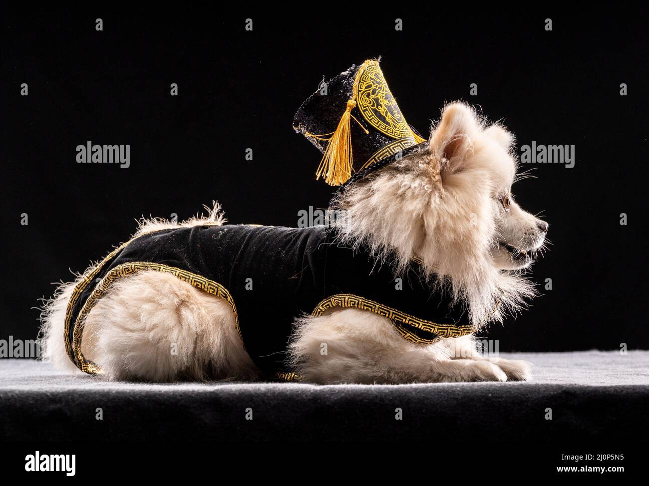 Bailey the Pomeranian dog models a velvet and gold design during the ...