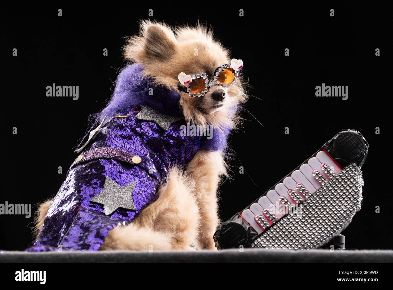 Dexter the Pomeranian dog models a design inspired Sir Elton John ...