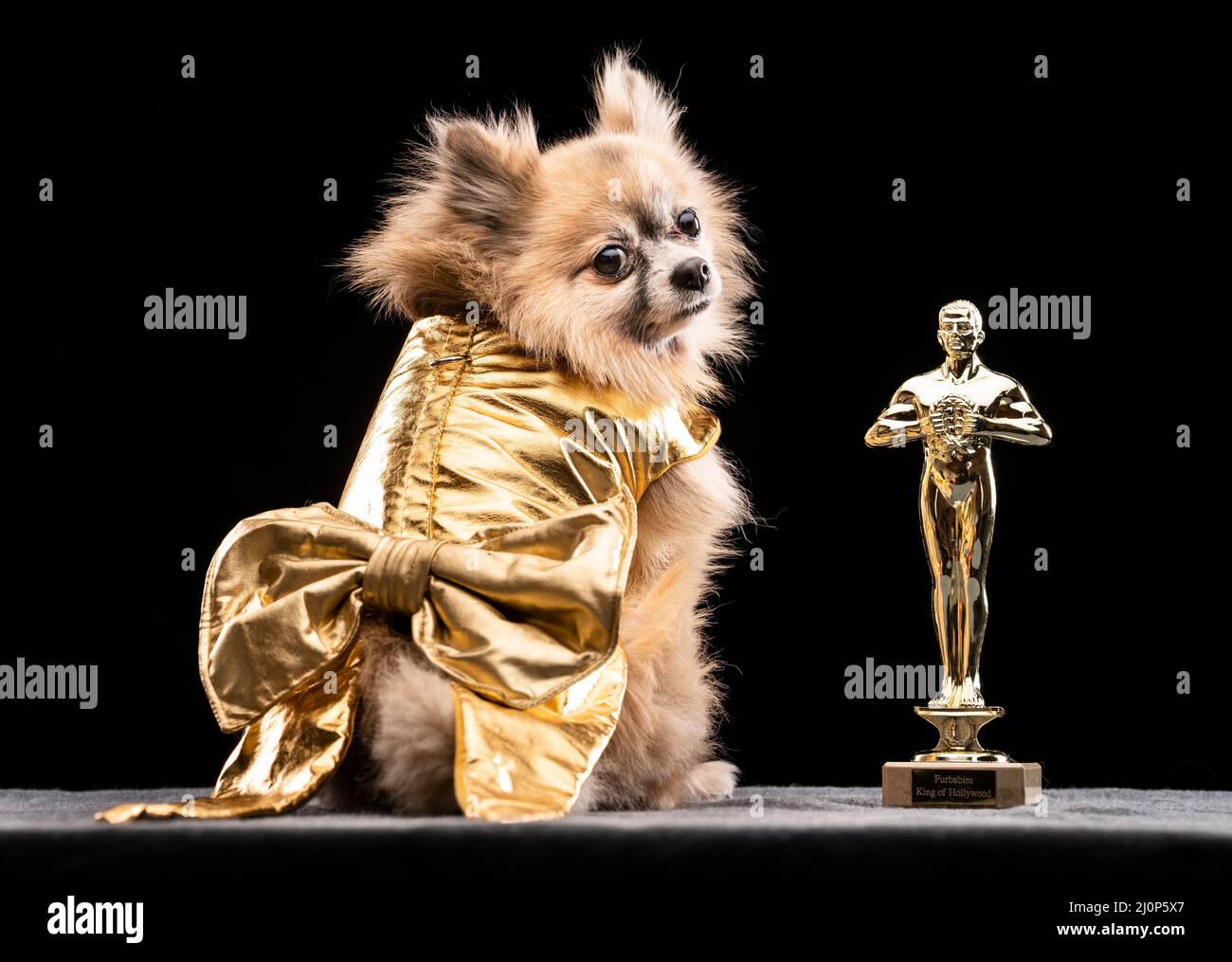 Dexter the Pomeranian dog models a design inspired by a golden Oscar ...