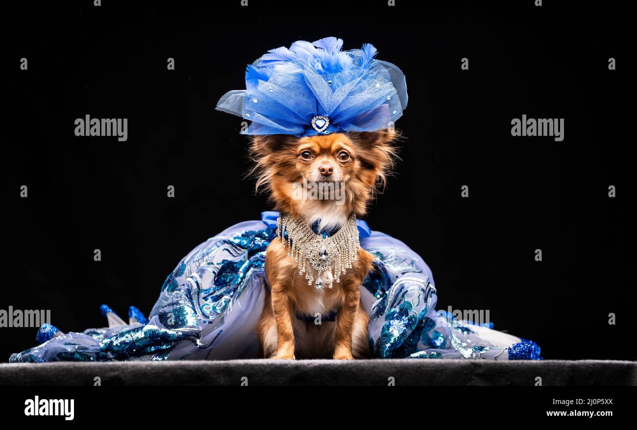 Rosie the Chihuahua models a design inspired by Nicole Kidman, during ...