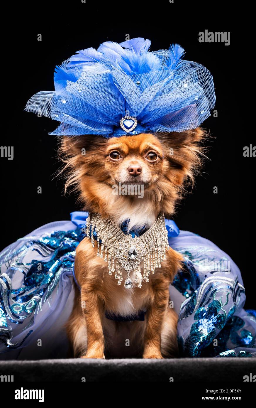 Rosie the Chihuahua models a design inspired by Nicole Kidman, during ...