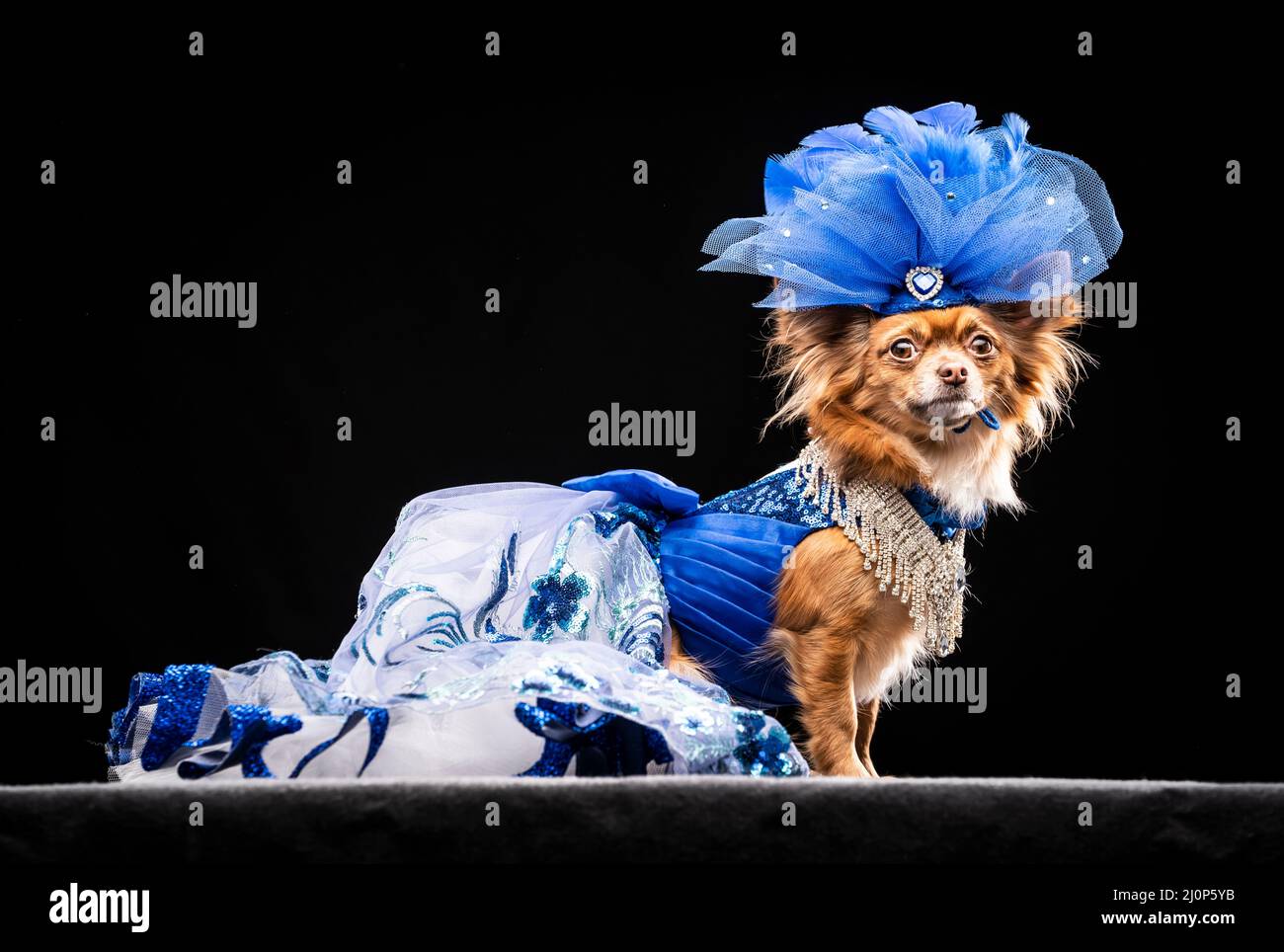 Rosie the Chihuahua models a design inspired by Nicole Kidman, during ...