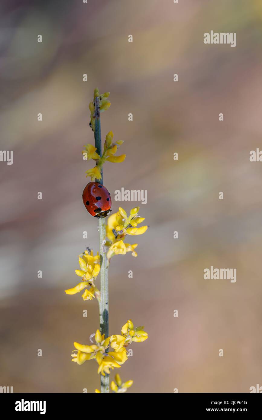 Ladybug flying isolated hi-res stock photography and images - Alamy