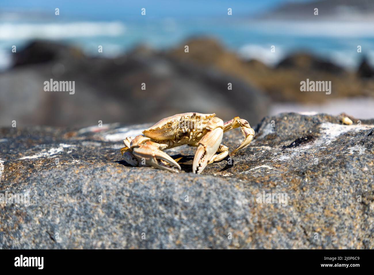 Crab skeleton macro hi-res stock photography and images - Alamy