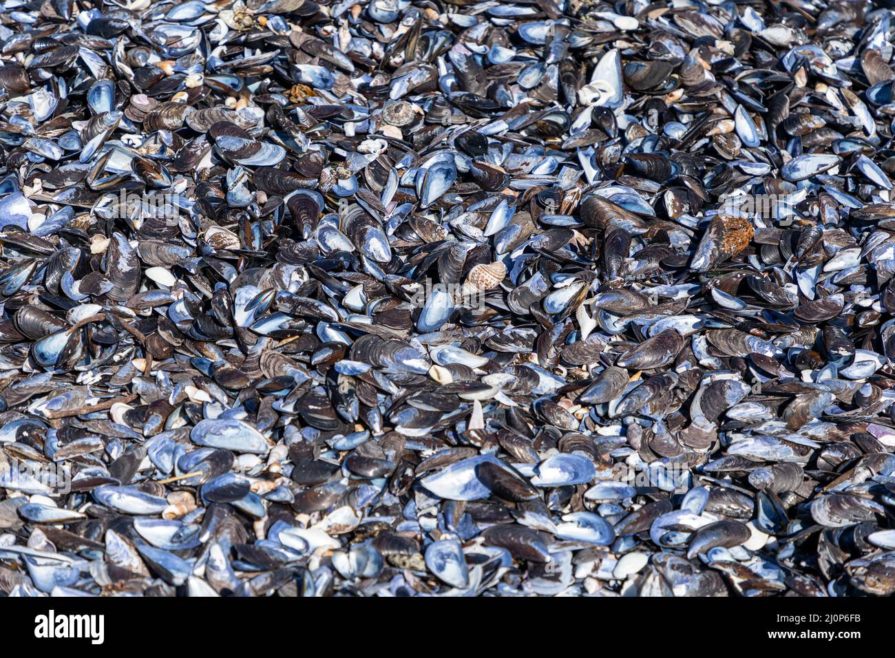 Large amount of empty Mussel shells Stock Photo - Alamy