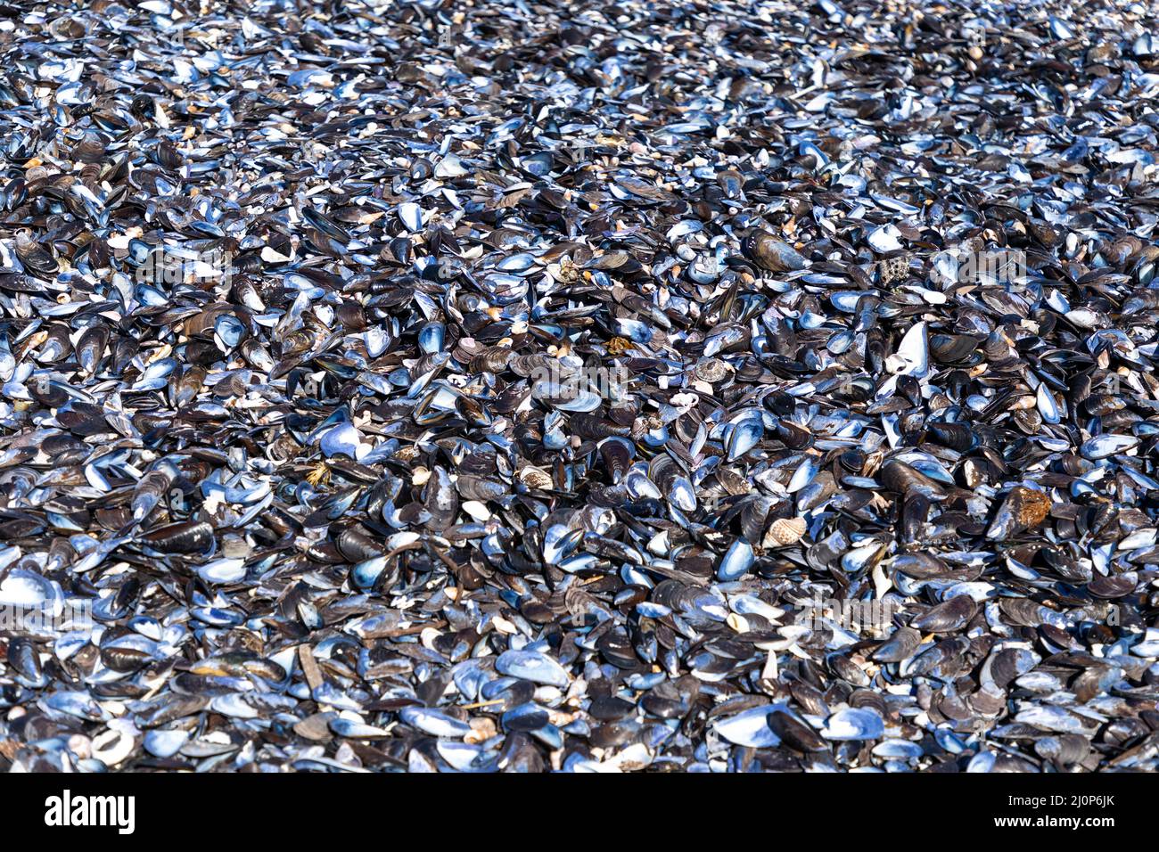 Large amount of empty mussels shells on a beach in South Africa Stock ...