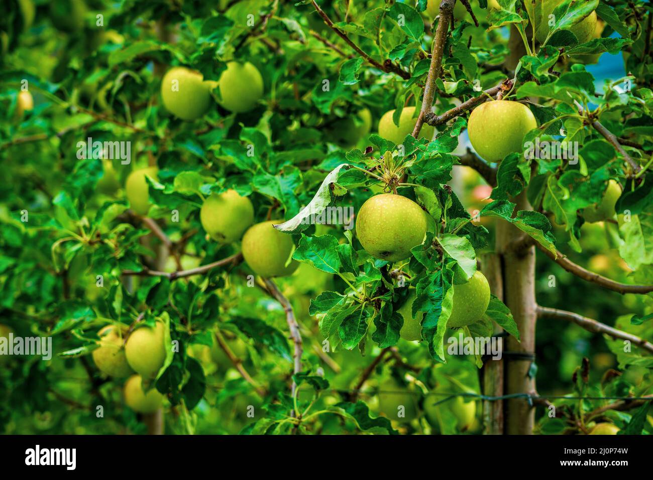 Apples italy apple tree hi-res stock photography and images - Alamy