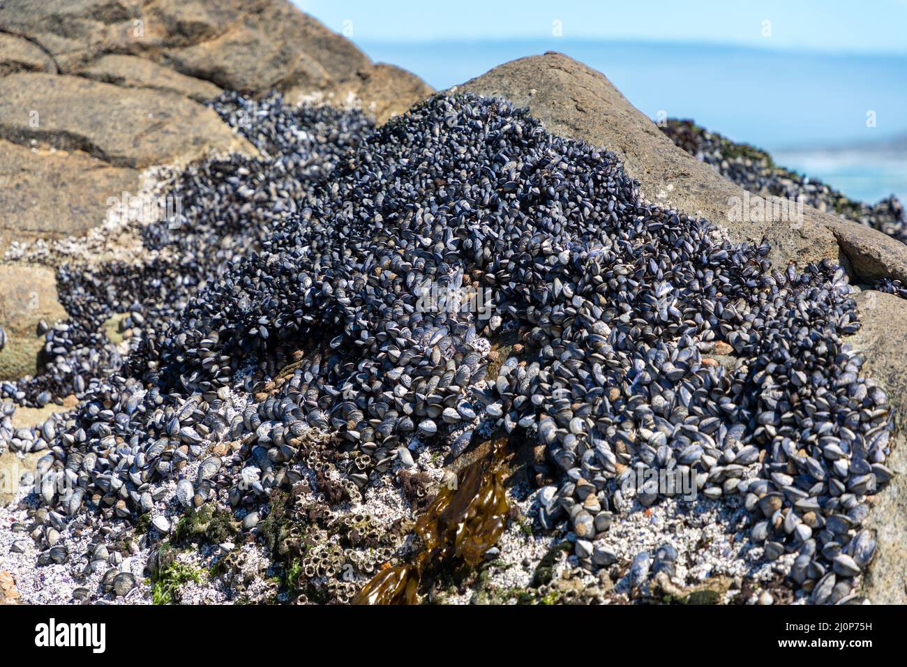Selective focus on exposed mussels attached to a rock Stock Photo - Alamy