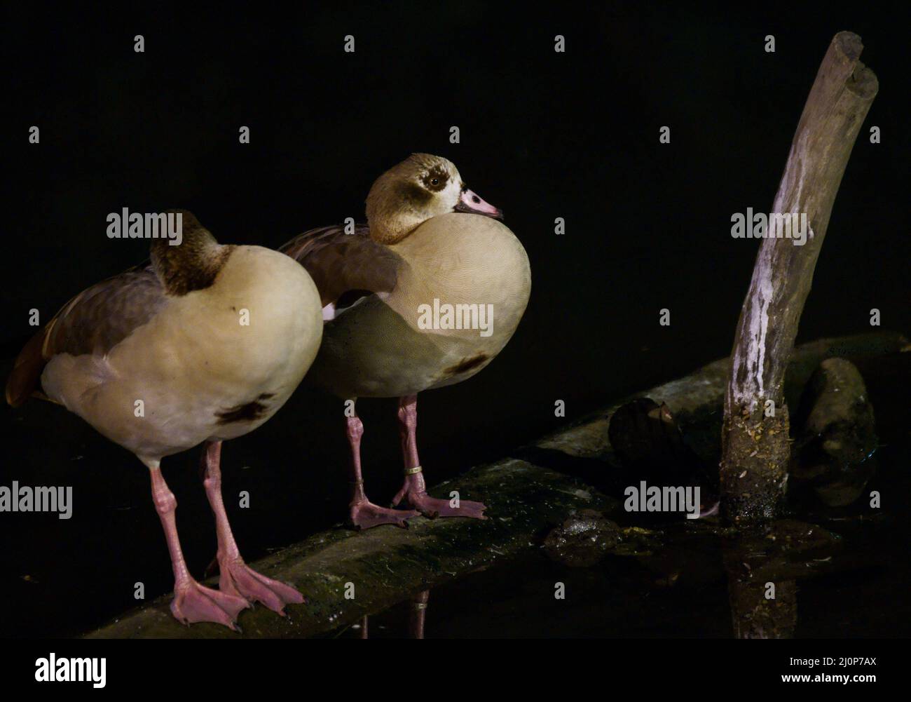 Goose raposo hi-res stock photography and images - Alamy