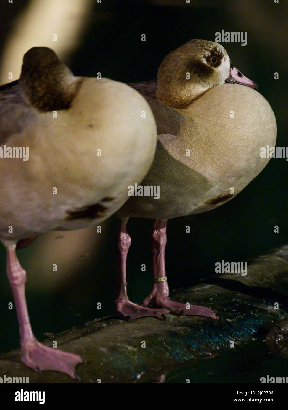 Goose raposo hi-res stock photography and images - Alamy