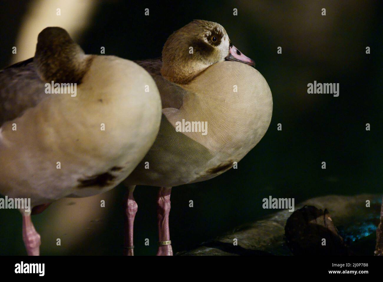 Goose raposo hi-res stock photography and images - Alamy