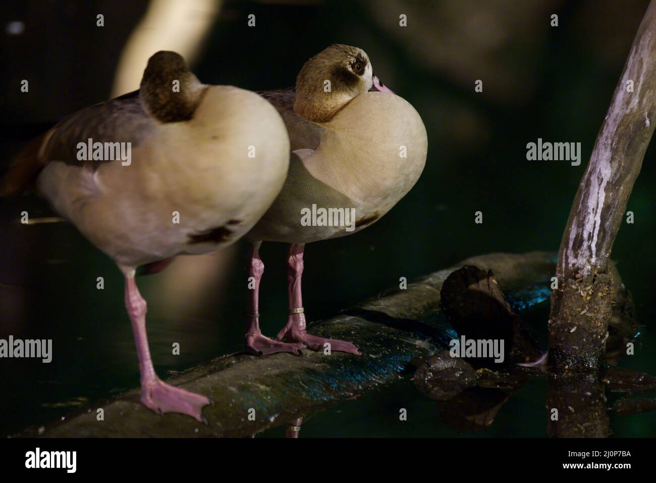 Goose raposo hi-res stock photography and images - Alamy