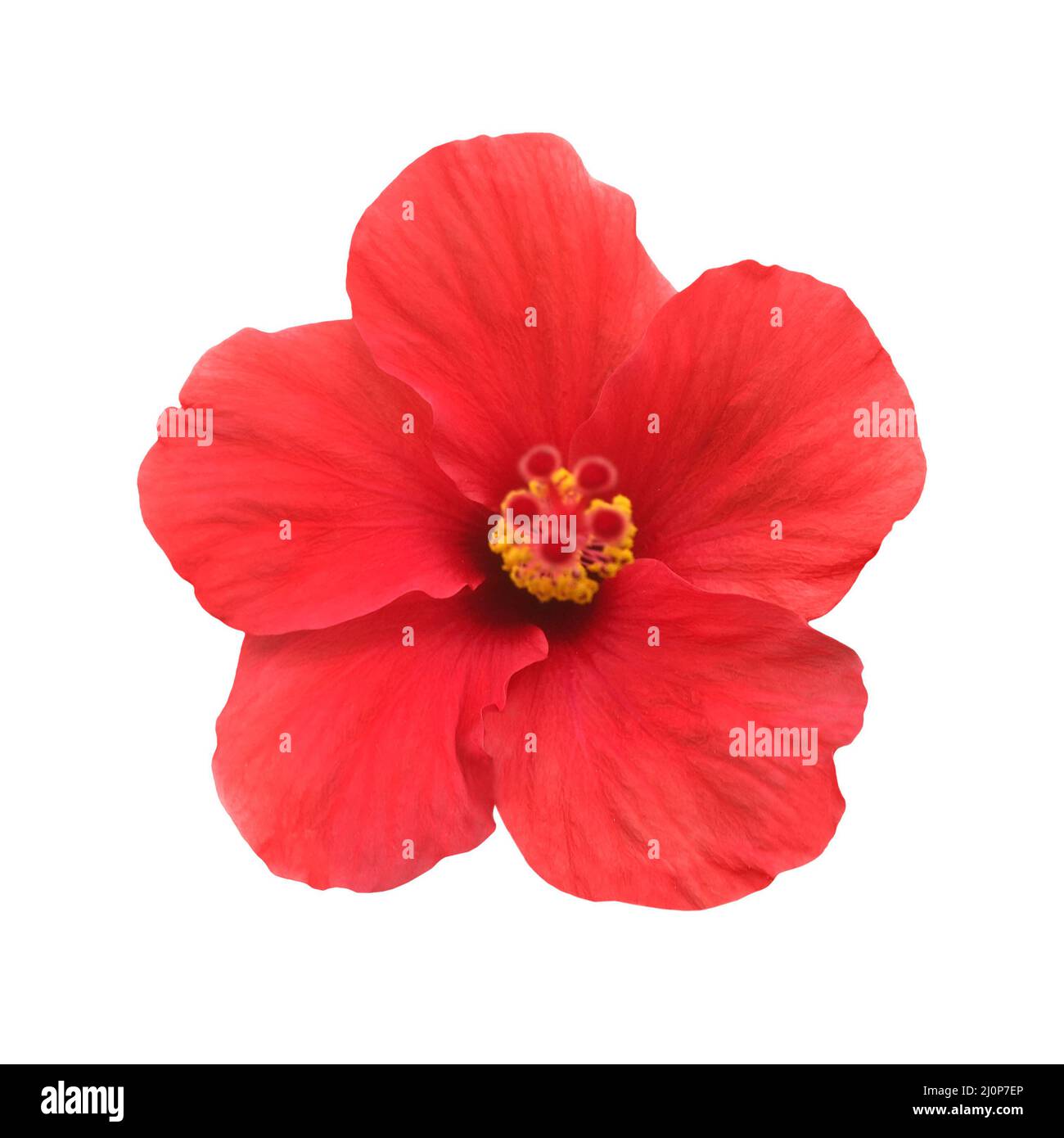 Single flower red peony Cut Out Stock Images & Pictures - Alamy