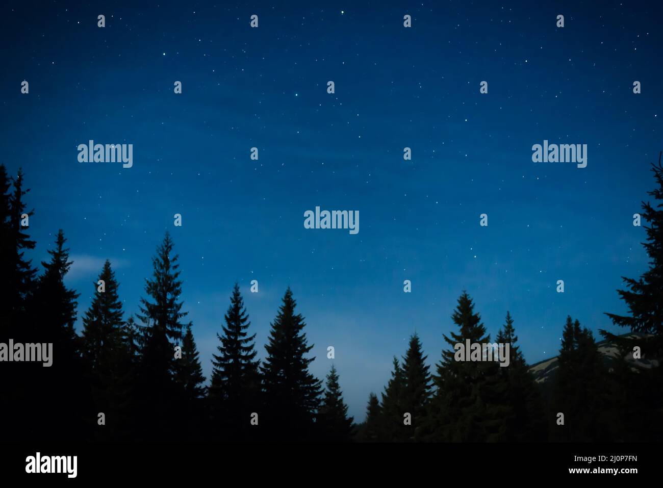 Night pine forest hi-res stock photography and images - Alamy