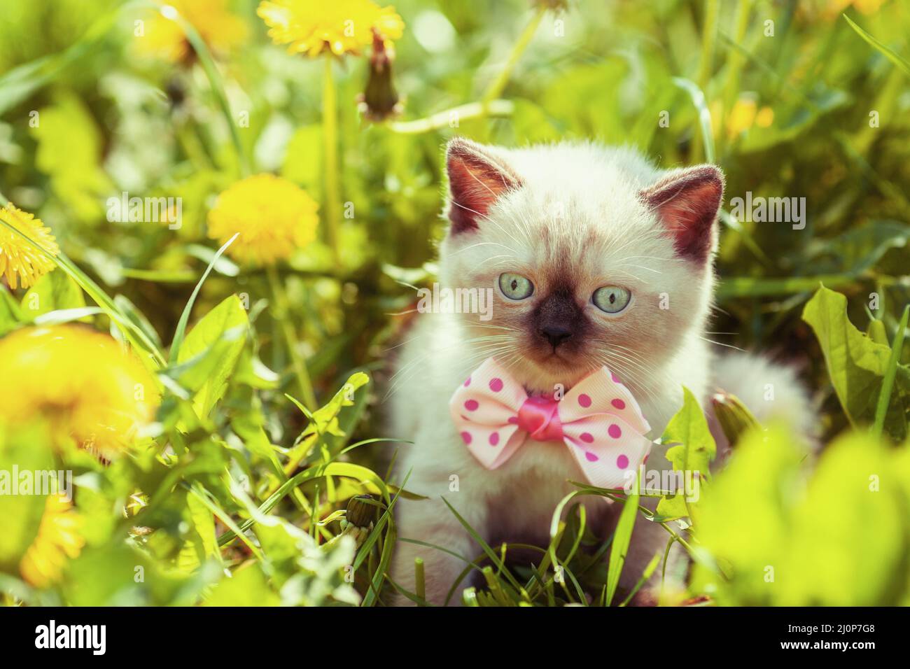 Little kitten wearing a bow tie sits in the dandelion flowers Stock ...