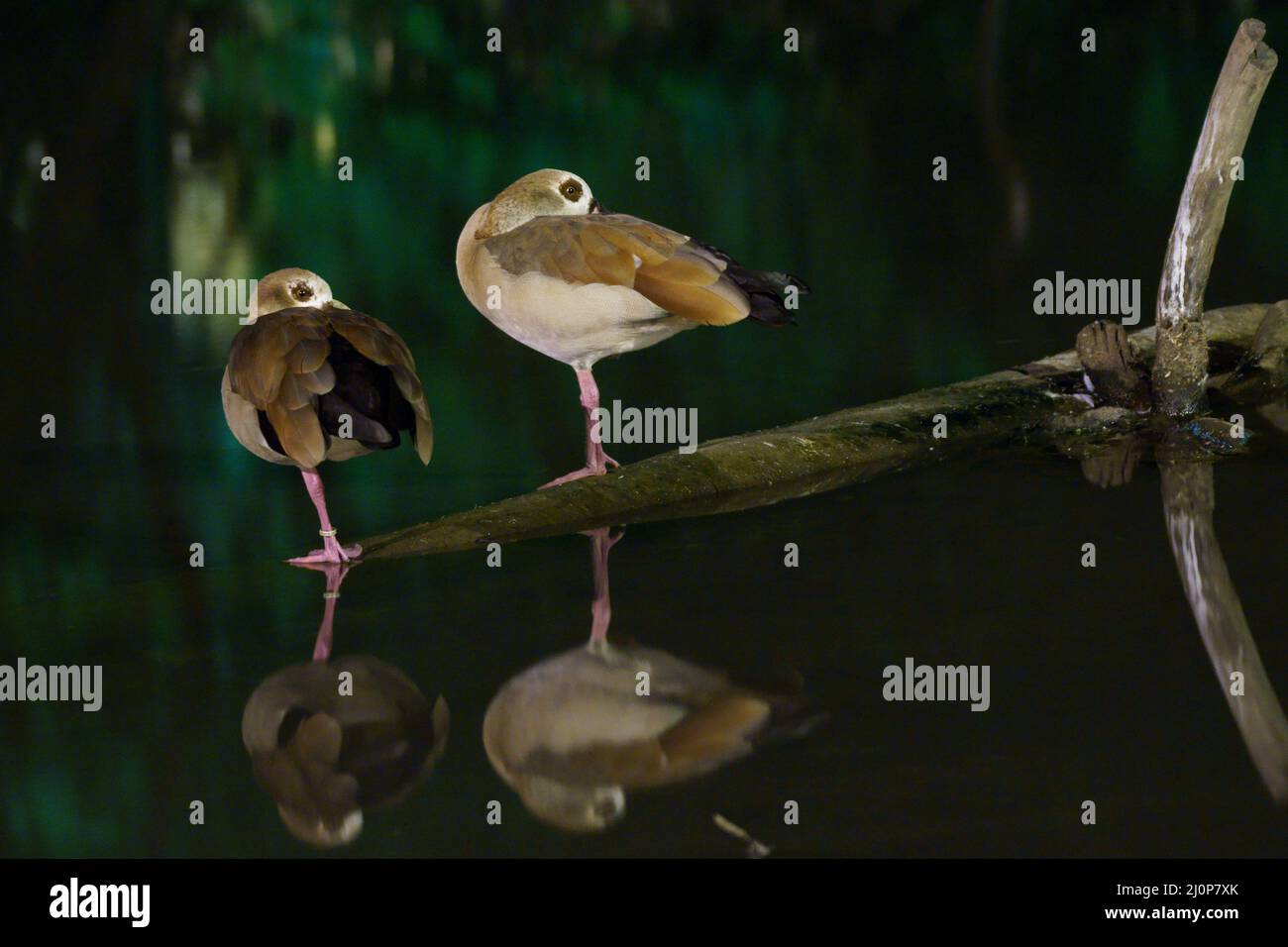 Goose raposo hi-res stock photography and images - Alamy