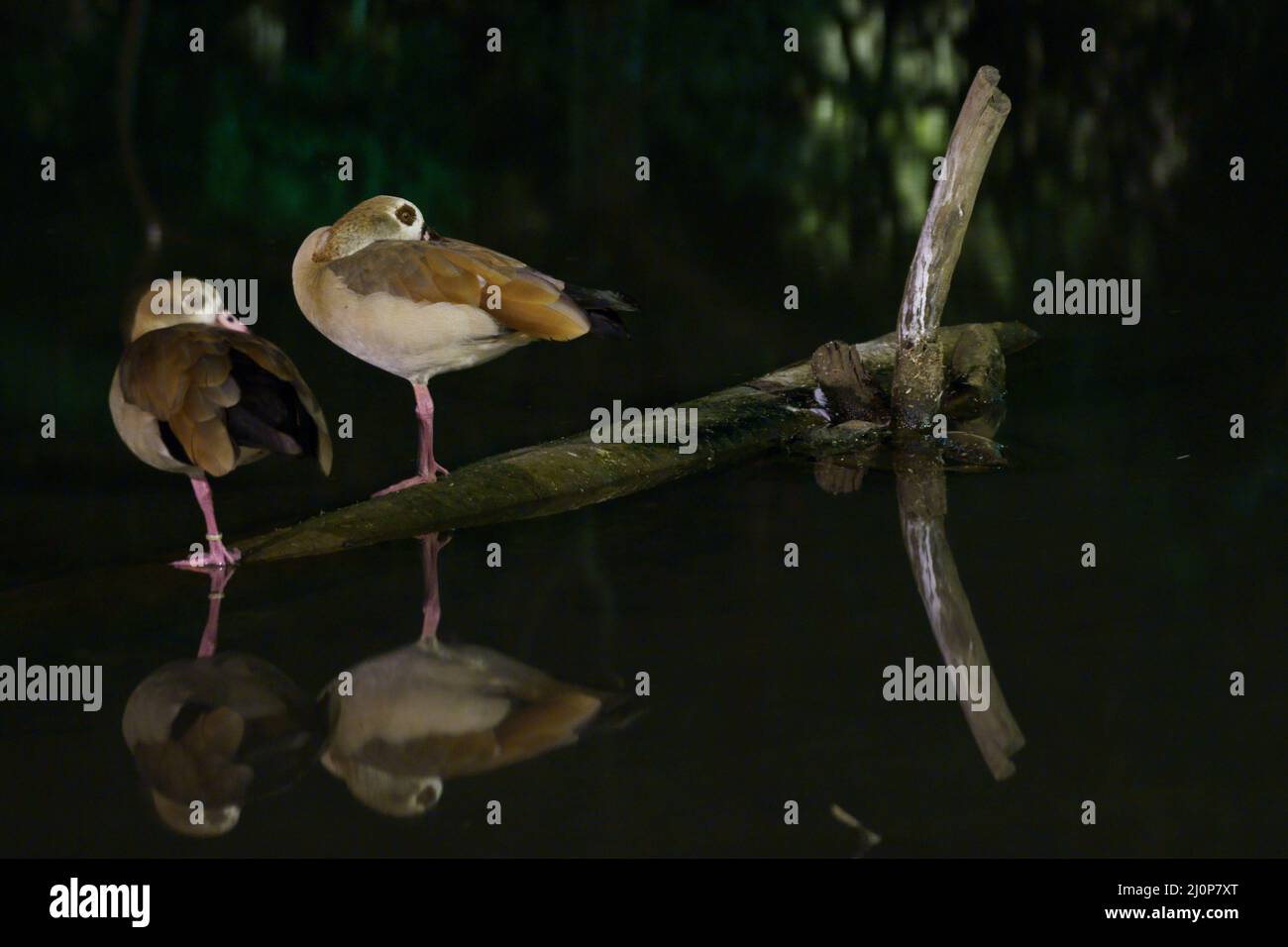 Geese, Ibirapuera Park, São Paulo, Brazil Stock Photo - Alamy