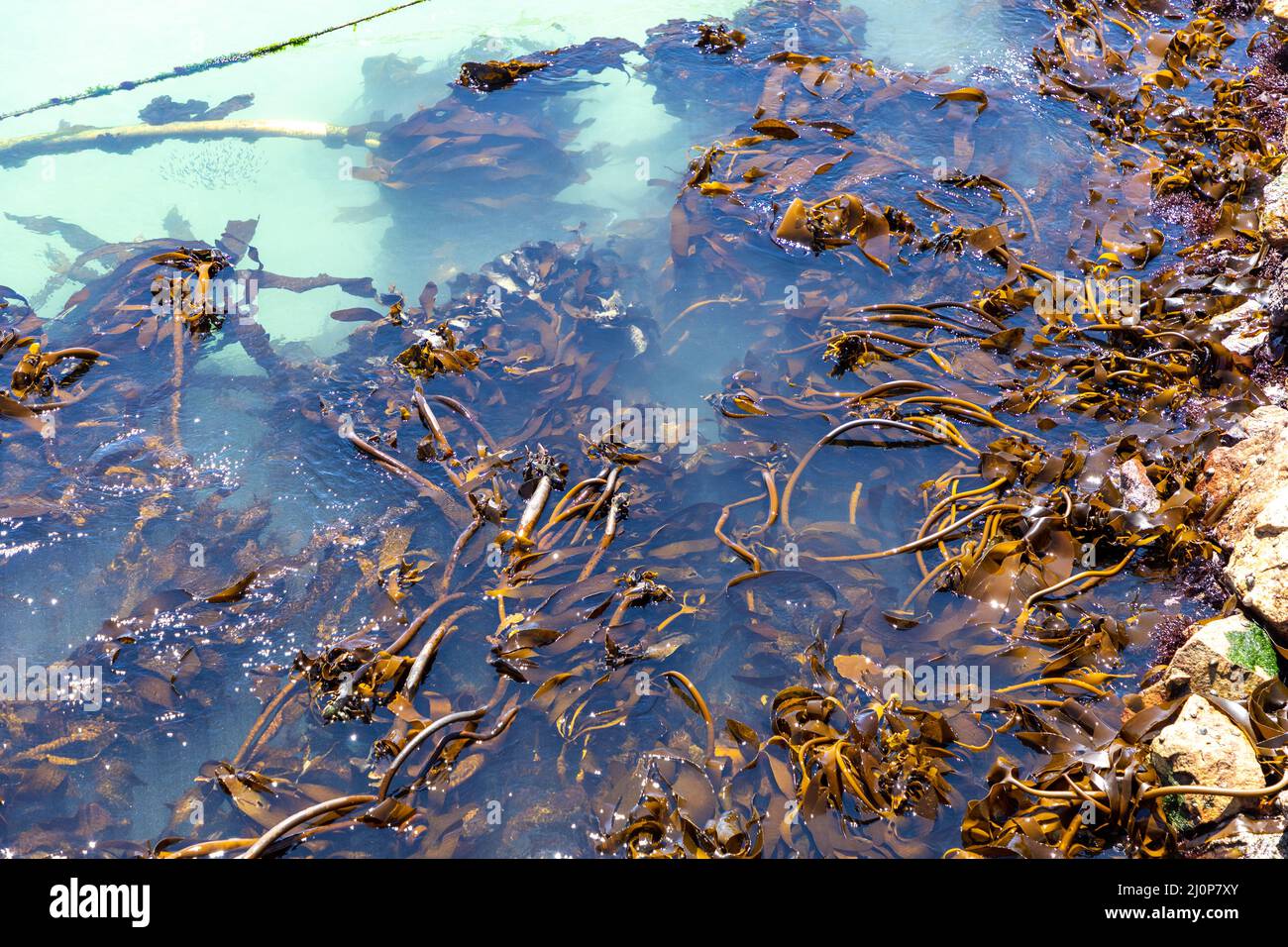 Sea kelp in the clear waters of the Atlantic ocean on the west coast of ...