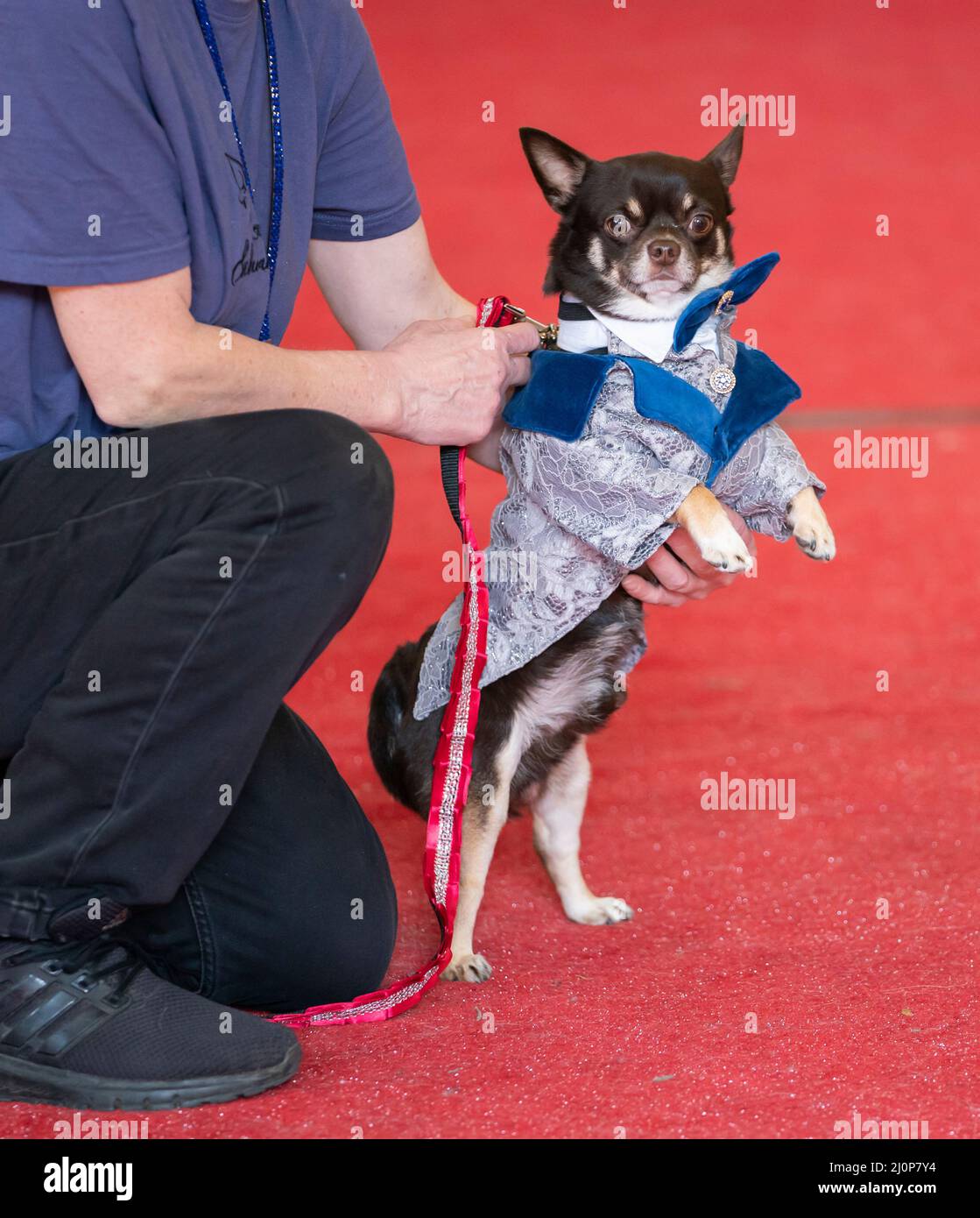 A dog is judged on the red carpet during the Hollywood (A day at the ...