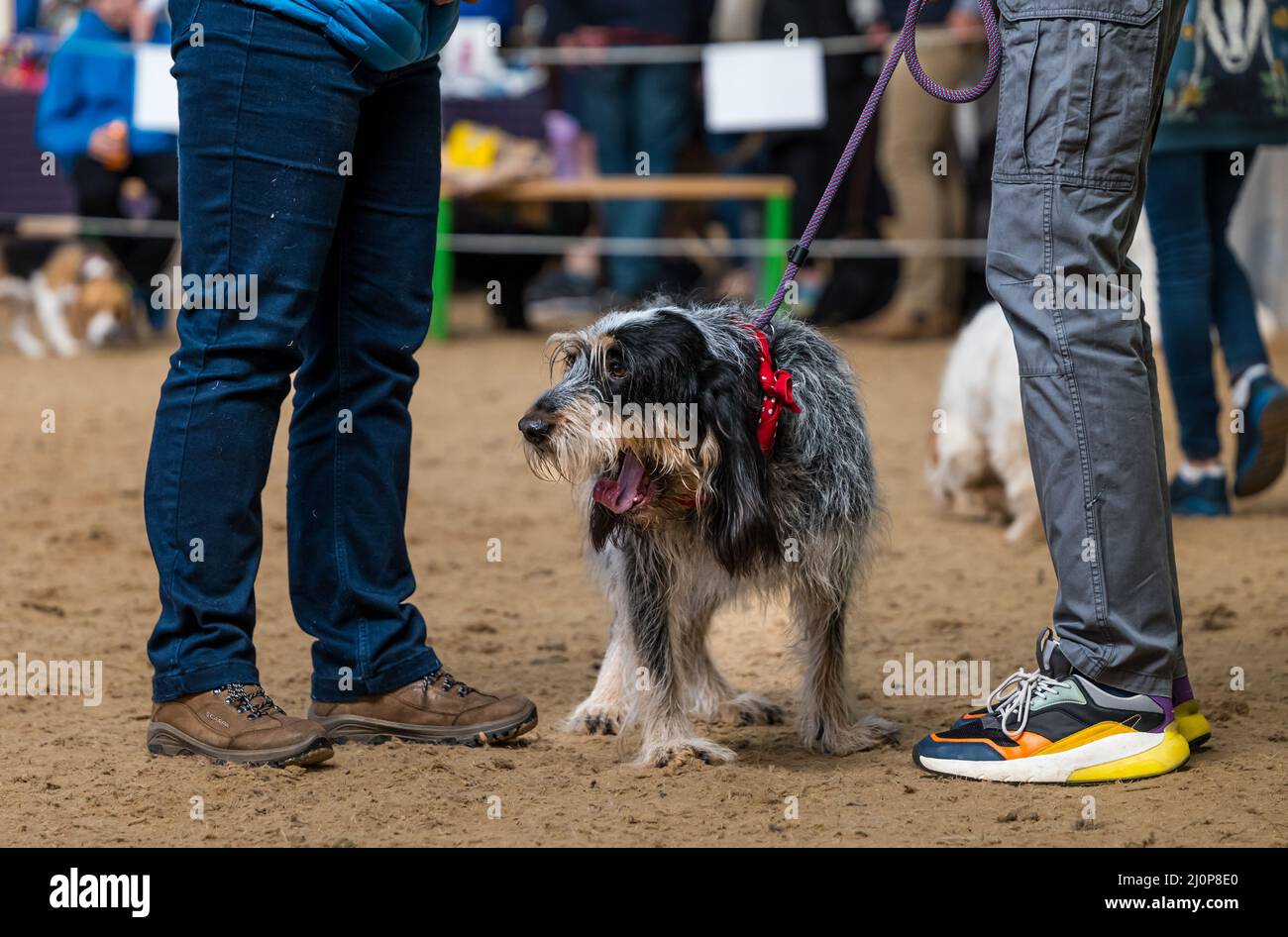 East Lothian, Scotland, United Kingdom, 20th March 2022. Fun Dog Show ...