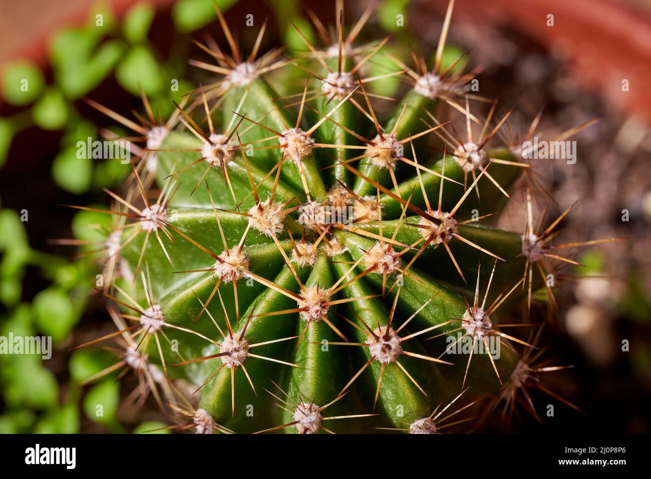 Homegrown hardy cactus variety and view of its spikes Stock Photo - Alamy