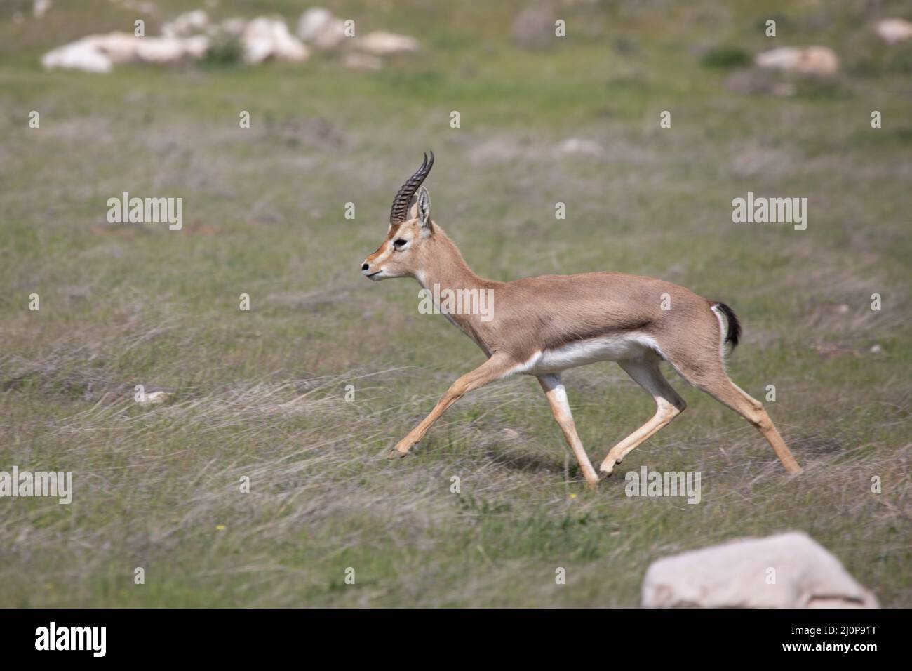Impala in wilderness africa hi-res stock photography and images - Alamy