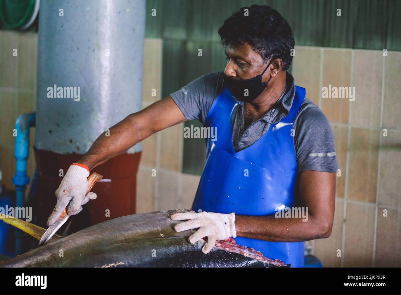 Local Maldivian Fisherman butcher a Big Tuna Fish on the Central Market ...