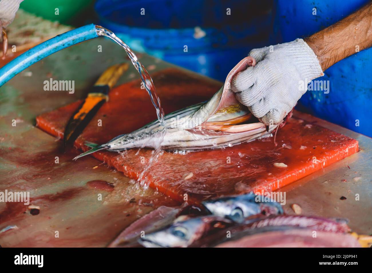 Local Maldivian Fisherman butcher a Big Tuna Fish on the Central Market ...
