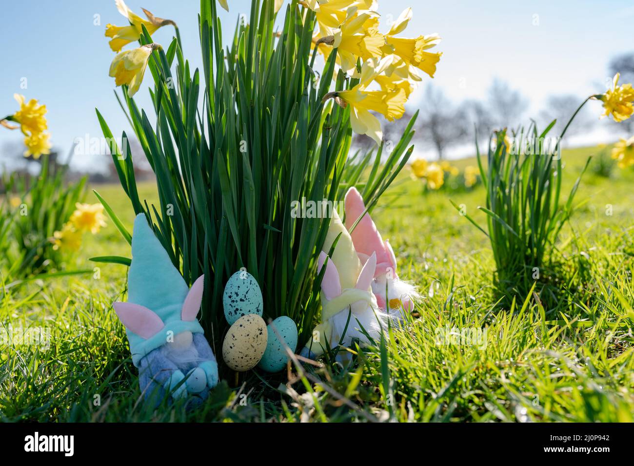 Easter Gonks and Easter Eggs in front of some wild Daffodils on a ...