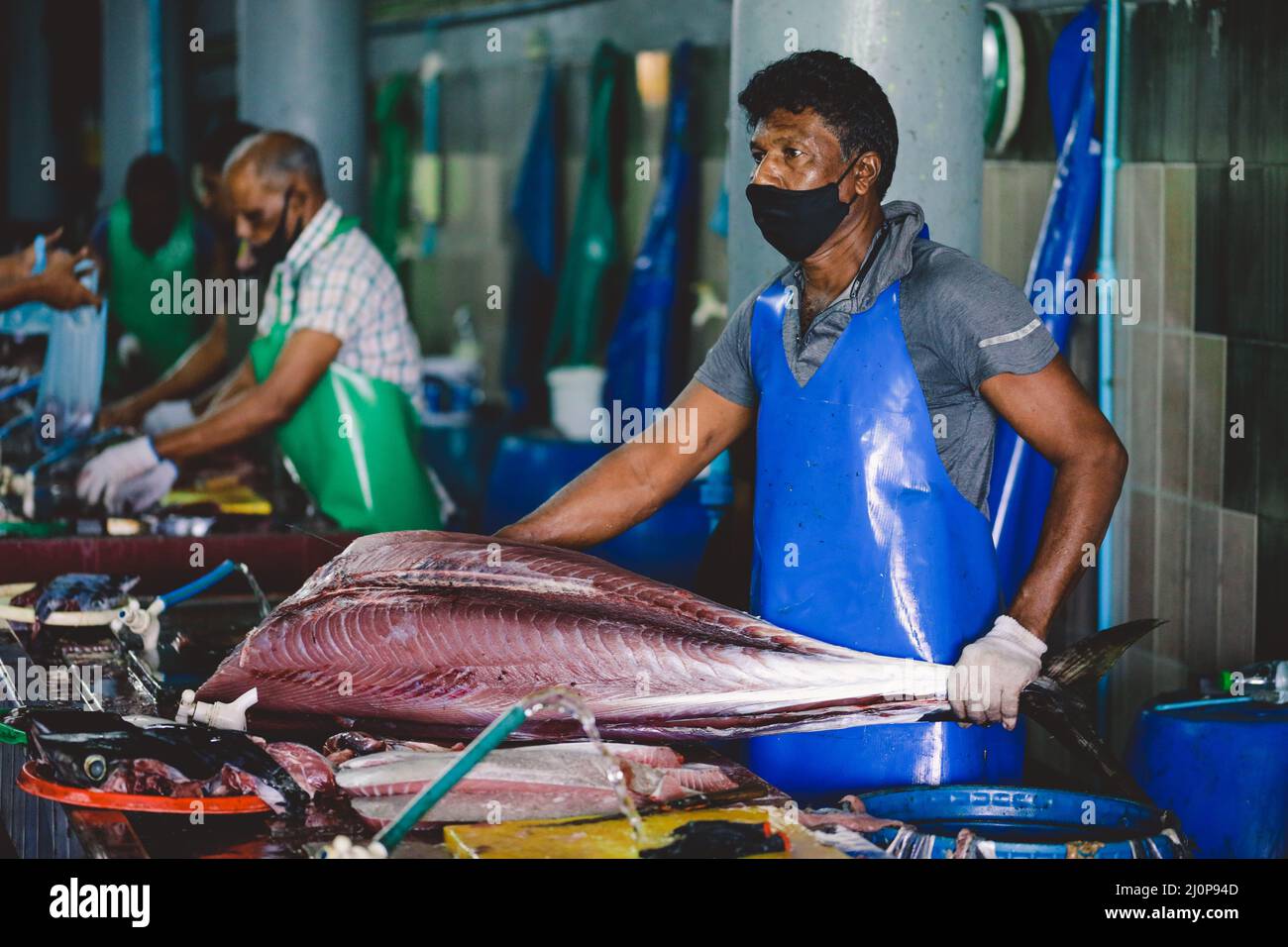 Local Maldivian Fisherman butcher a Big Tuna Fish on the Central Market ...