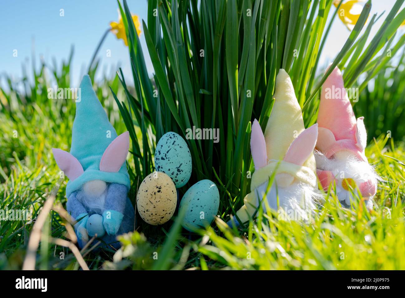 Easter Gonks and Easter Eggs in front of some wild Daffodils on a ...