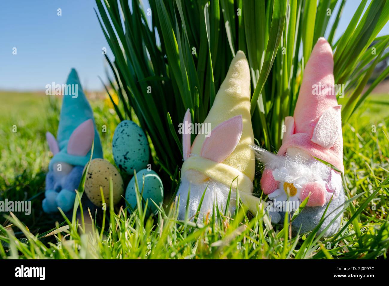 Easter Gonks and Easter Eggs in front of some wild Daffodils on a ...