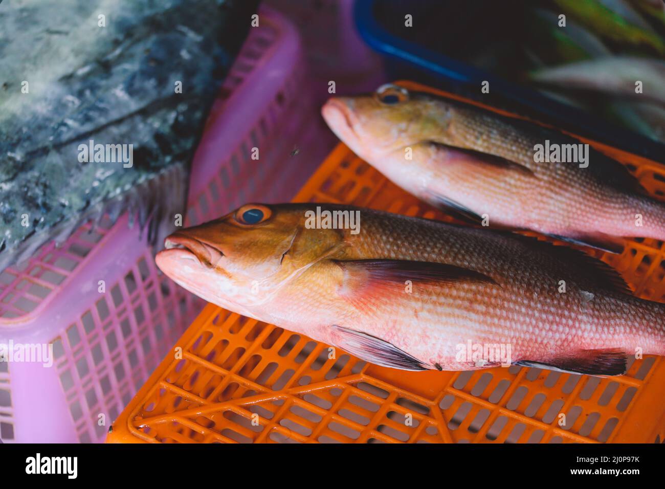 Male maldives red snapper hi-res stock photography and images - Alamy