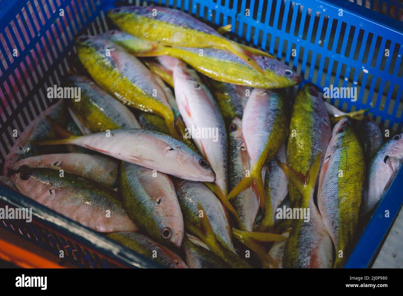 Male maldives red snapper hi-res stock photography and images - Alamy