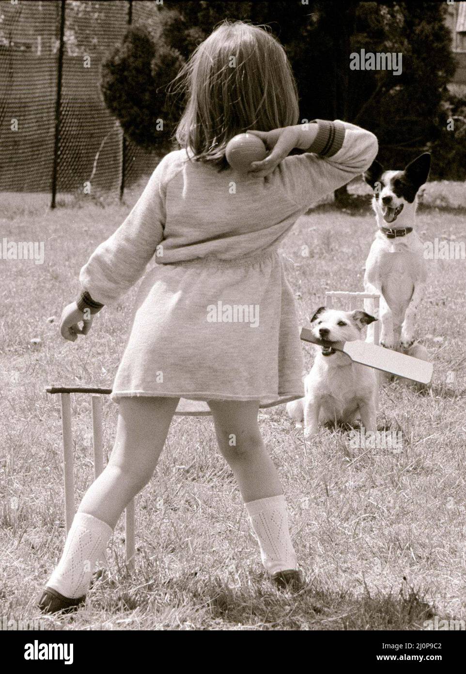 Russell the Jack Russell bats and Skinny bones is the wicket keeper and ...