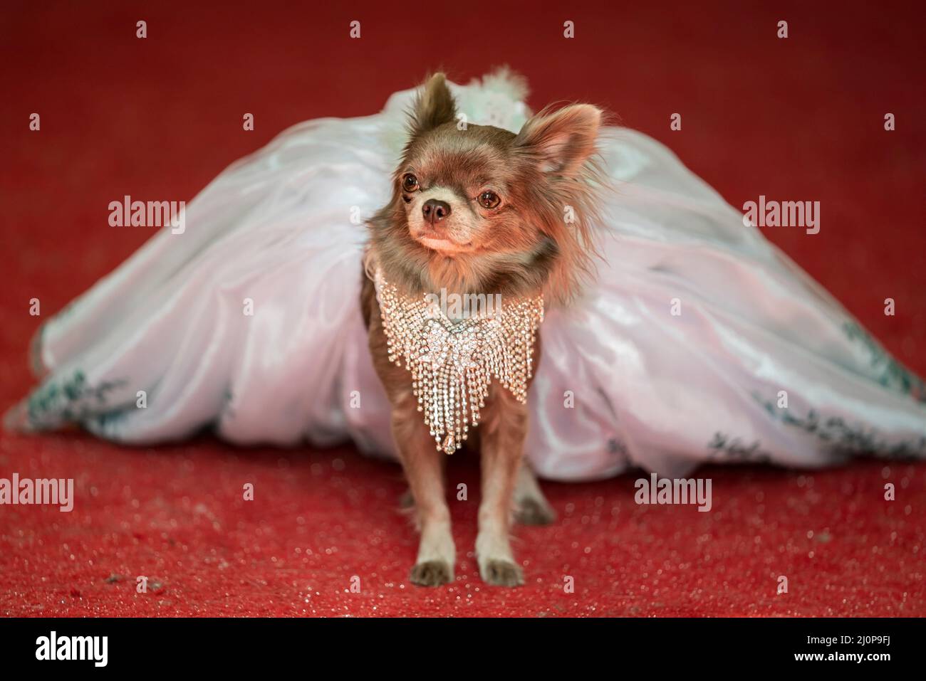 A dog is judged on the red carpet during the Hollywood (A day at the ...
