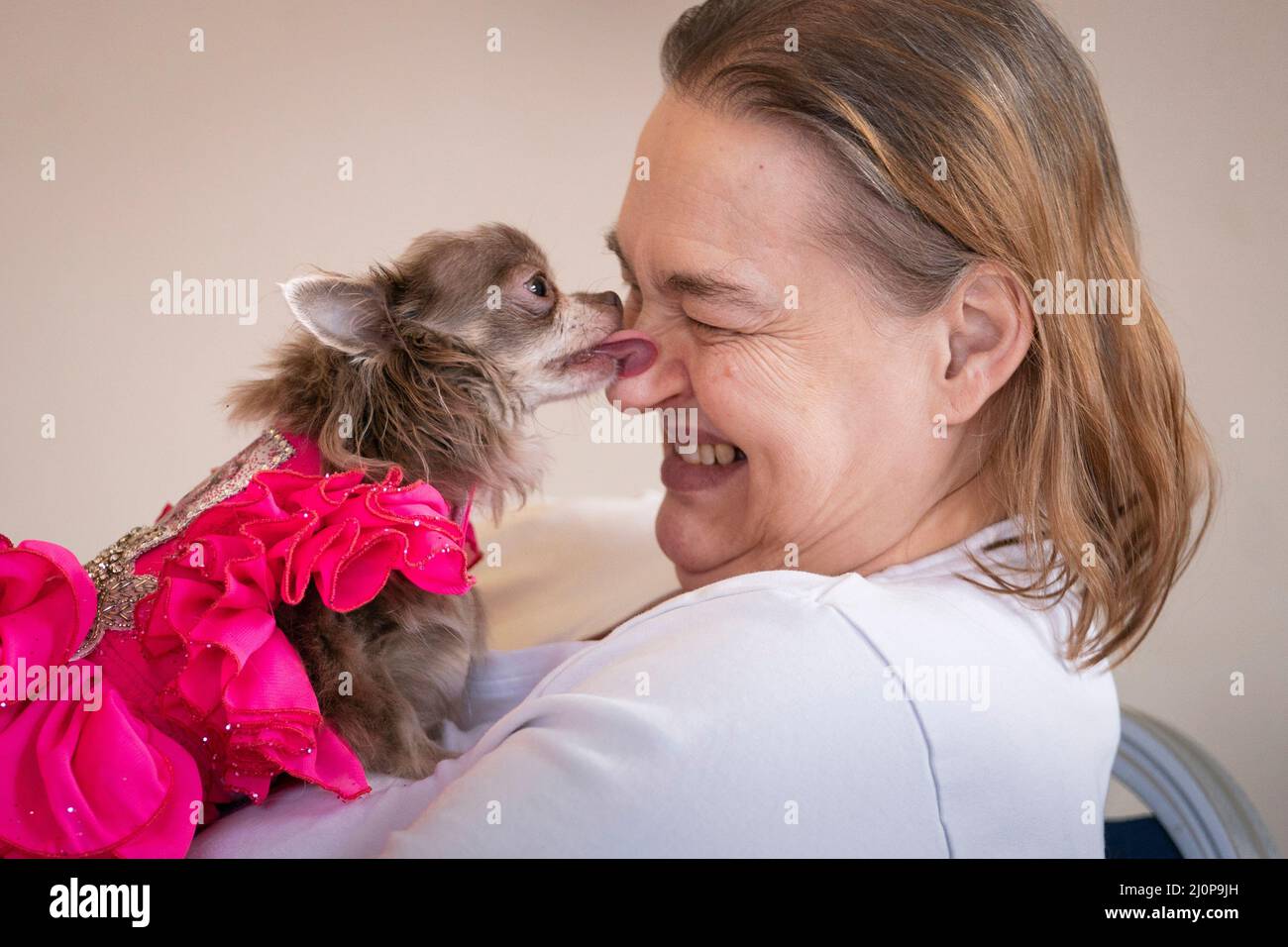 June Hodgkins laughs as her long coat Chihuahua Genevieve Catalaya ...