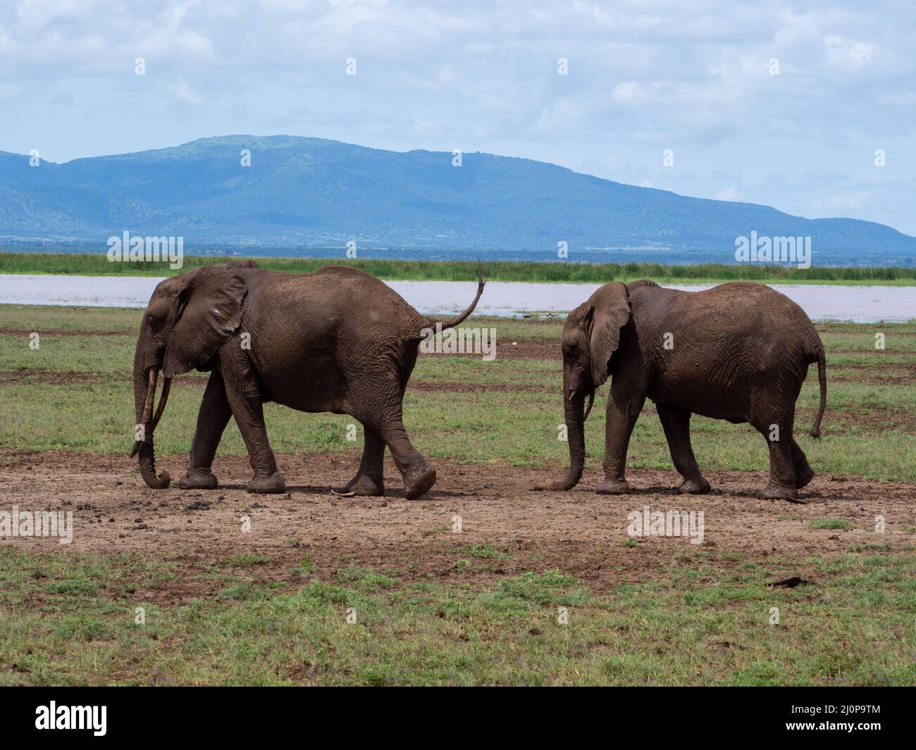 Lephant landscape hi-res stock photography and images - Alamy