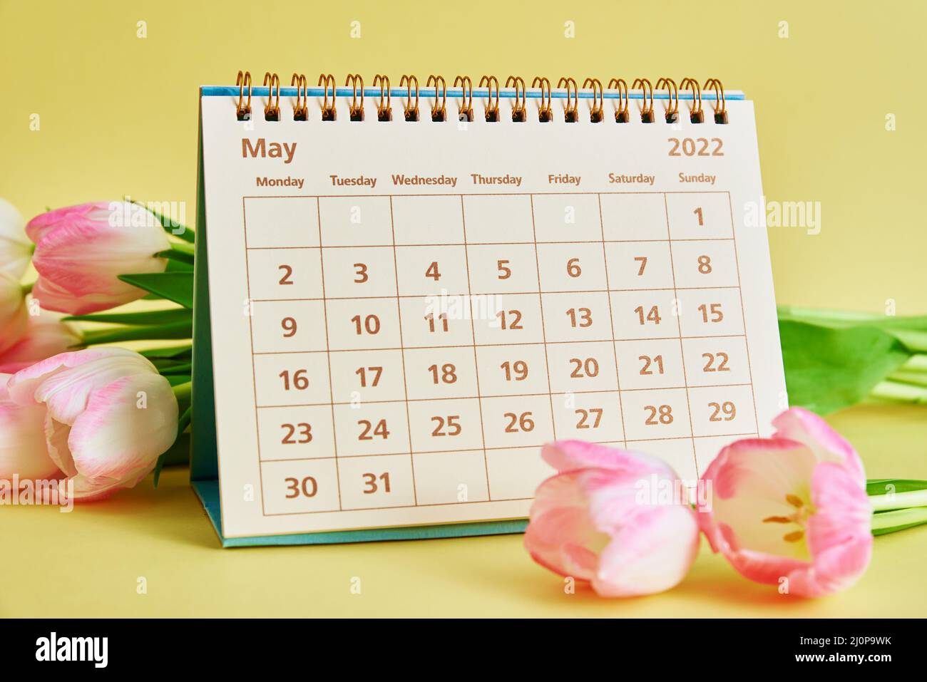 May calendar and tulip flowers on yellow background, Mother day concept ...