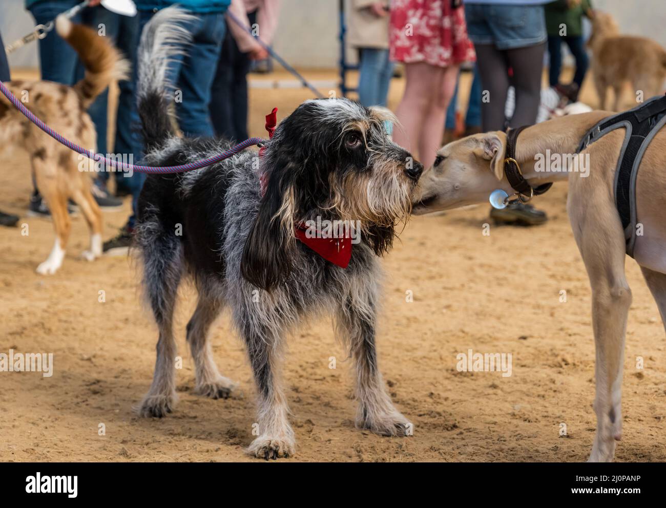 East Lothian, Scotland, United Kingdom, 20th March 2022. Fun Dog Show ...