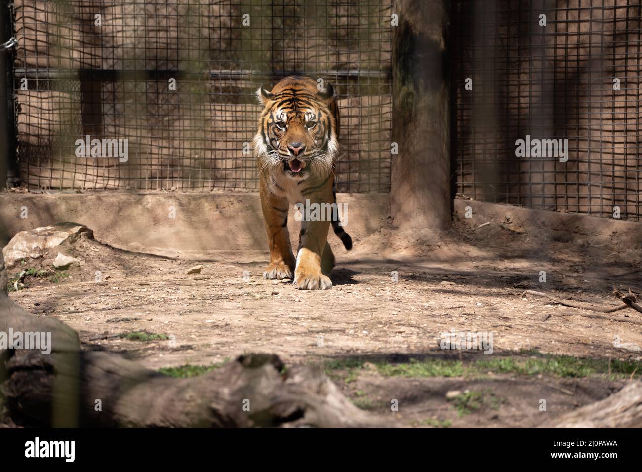 View of Large Tiger Walking Towards the Camera During the Daytime Stock ...