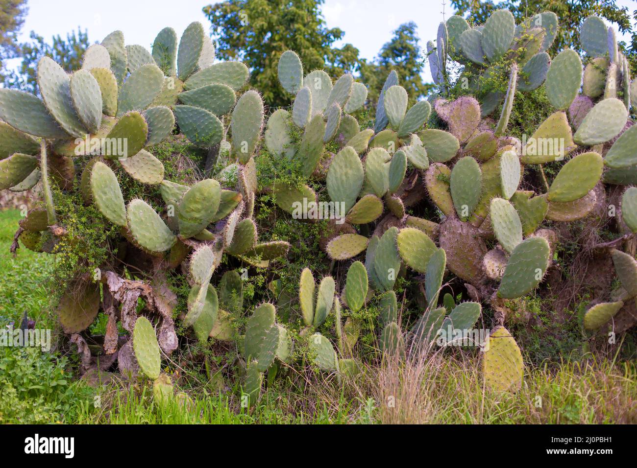 A large patch of thorns on a leaf of an indoor cactus Stock Photo - Alamy
