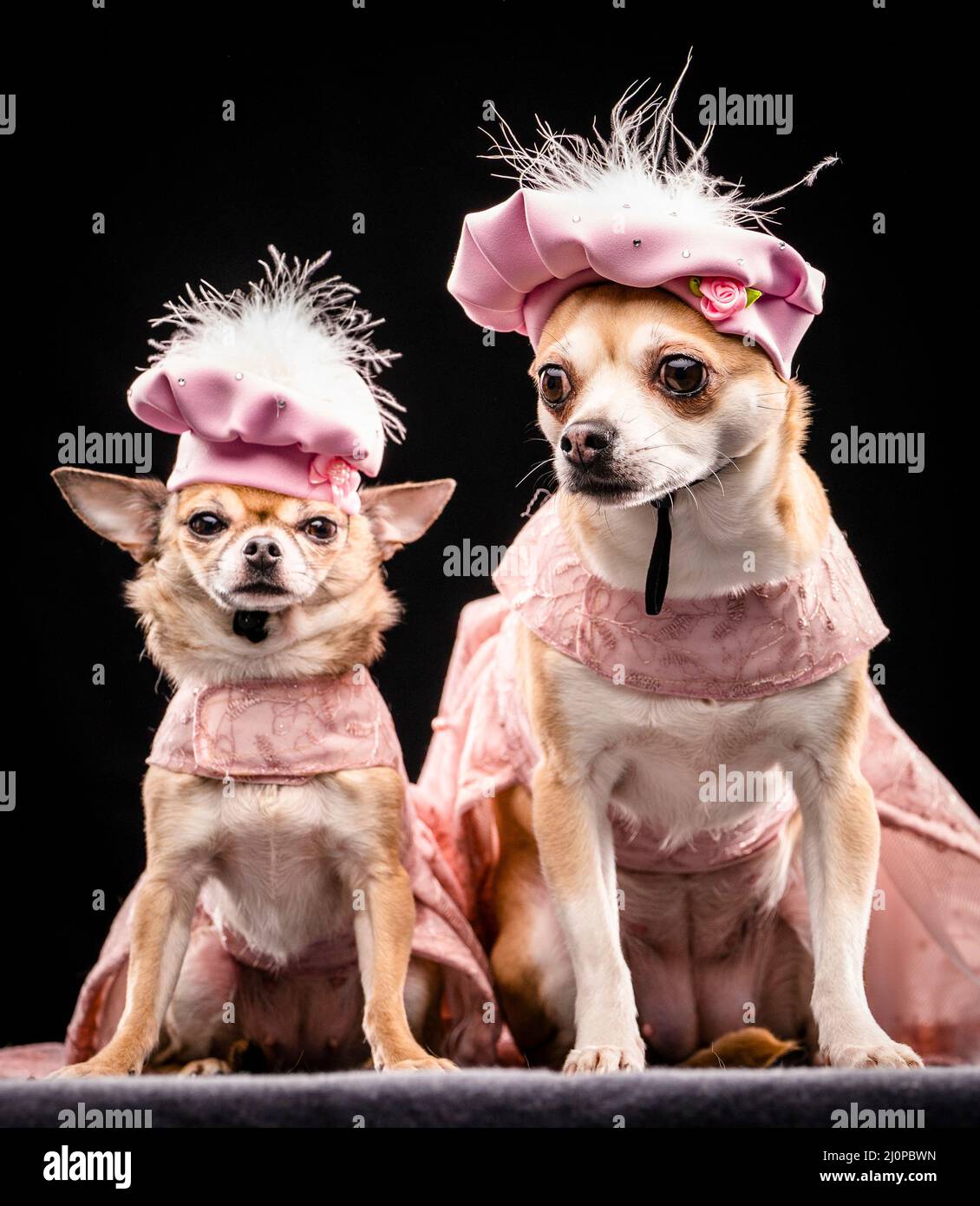 Left to right Chihuahua's Dolly and Willow, during the Hollywood (A day ...