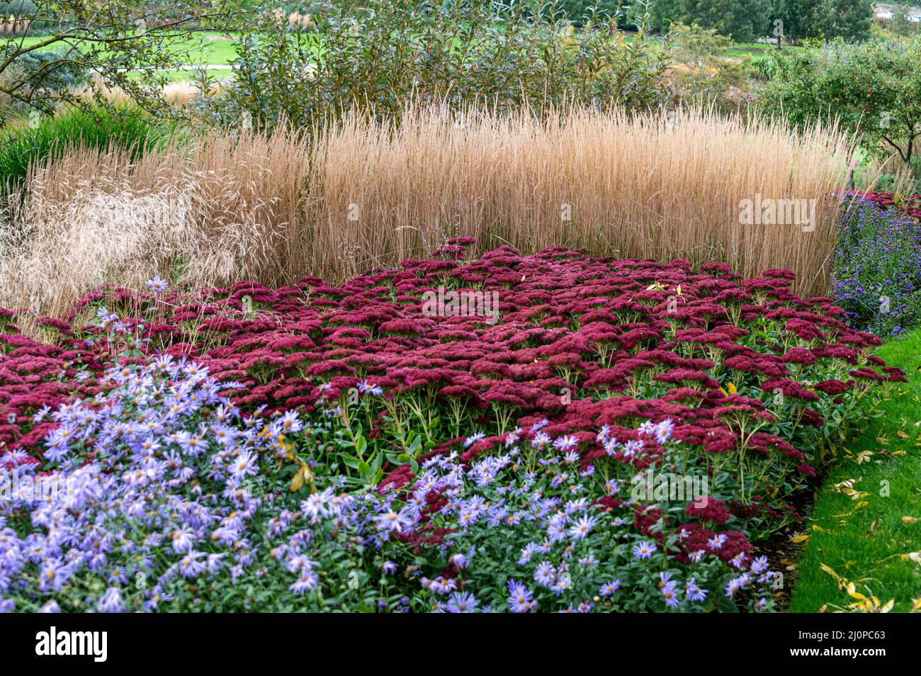 Calamagrostis karl foerster hi-res stock photography and images - Alamy