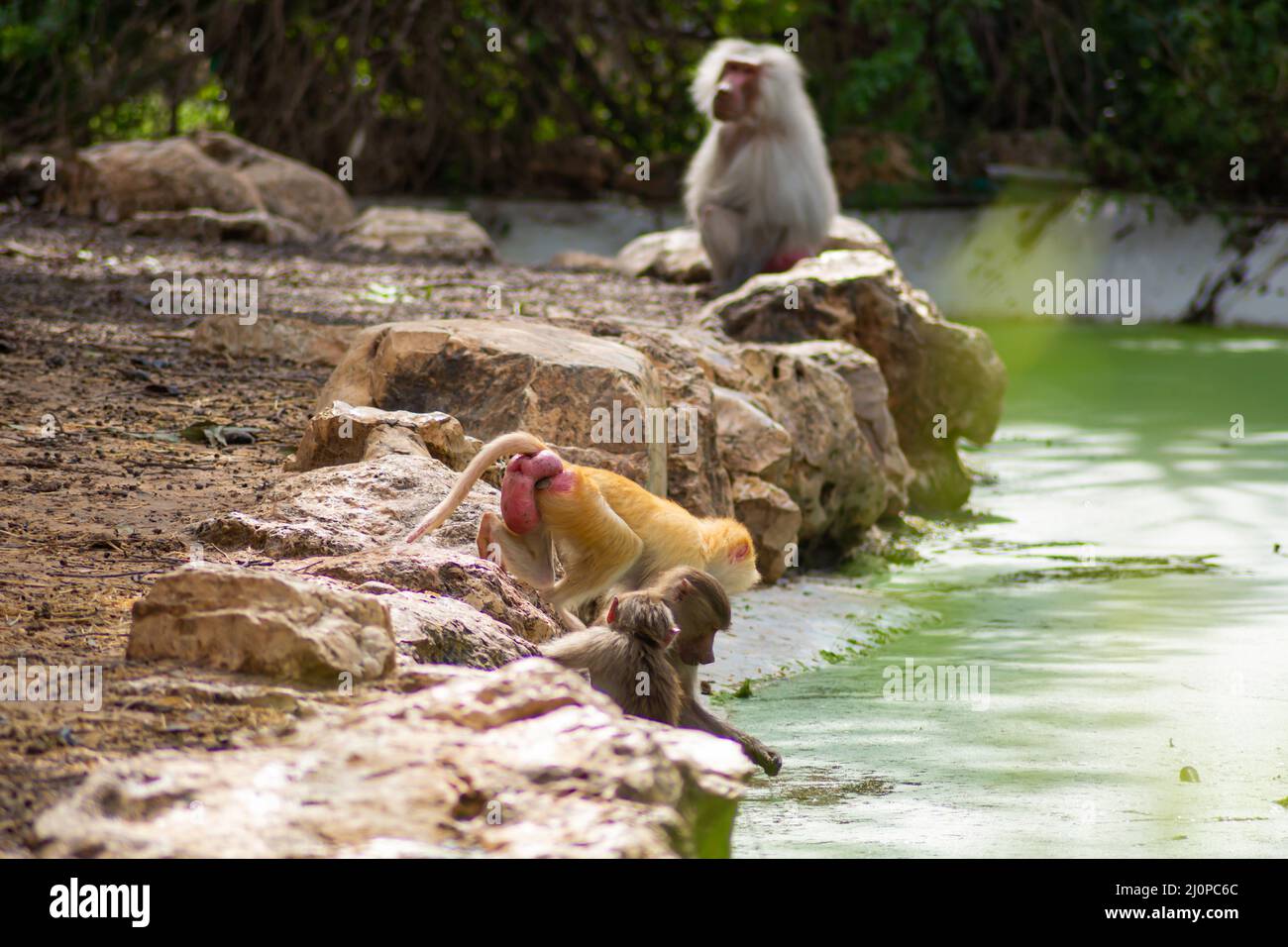 baboons in the zoo and they daily routine Stock Photo - Alamy