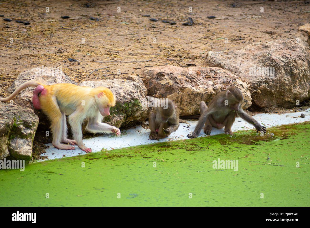 baboons in the zoo and they daily routine Stock Photo - Alamy