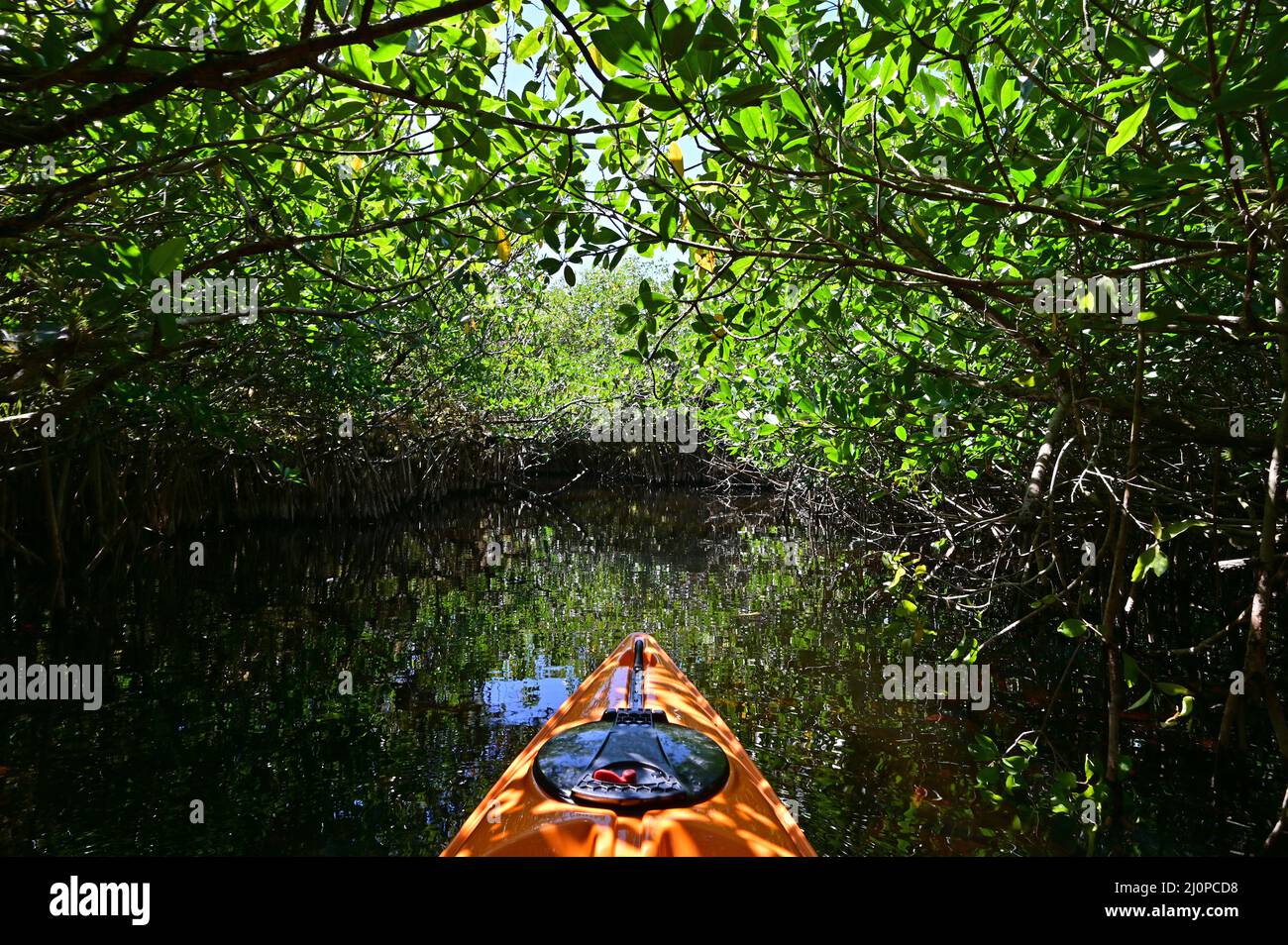 Kayaking mangrove tunnels of Turner River in Big Cypress National ...