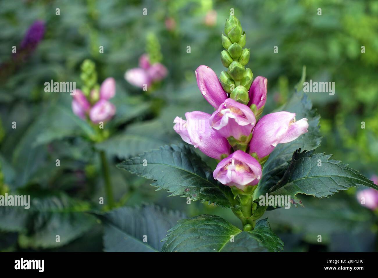 Ka lnpark hi-res stock photography and images - Alamy