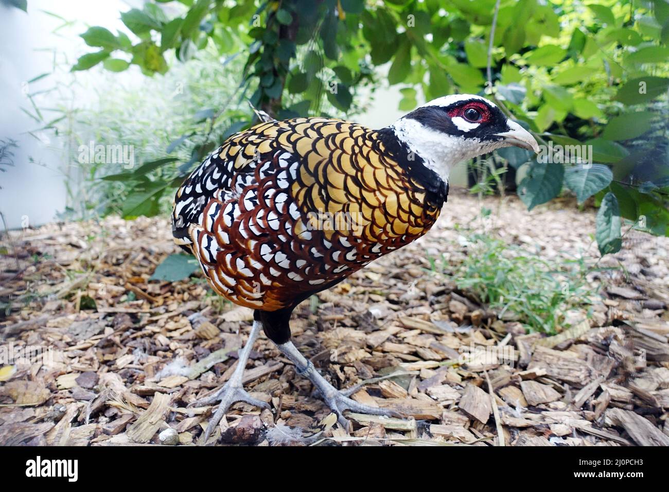 Male Reeves's pheasant (Syrmaticus reevesii Stock Photo - Alamy